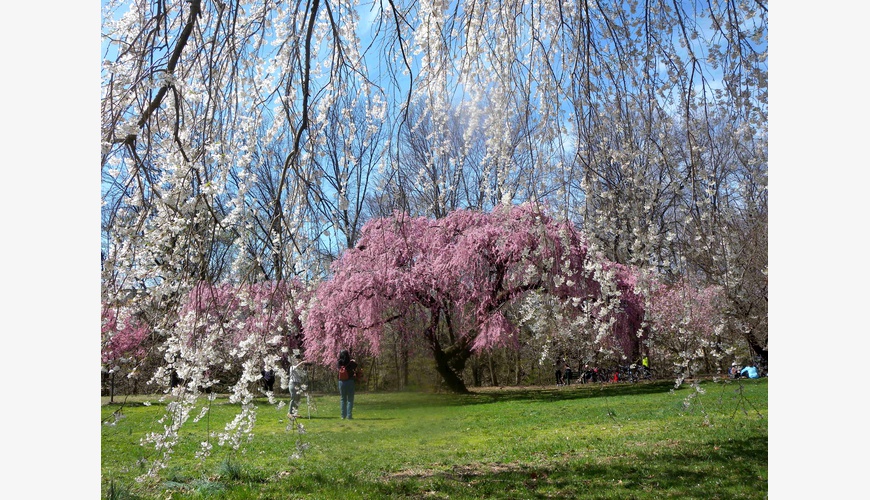Branch Brook Park | Journey Through Jersey