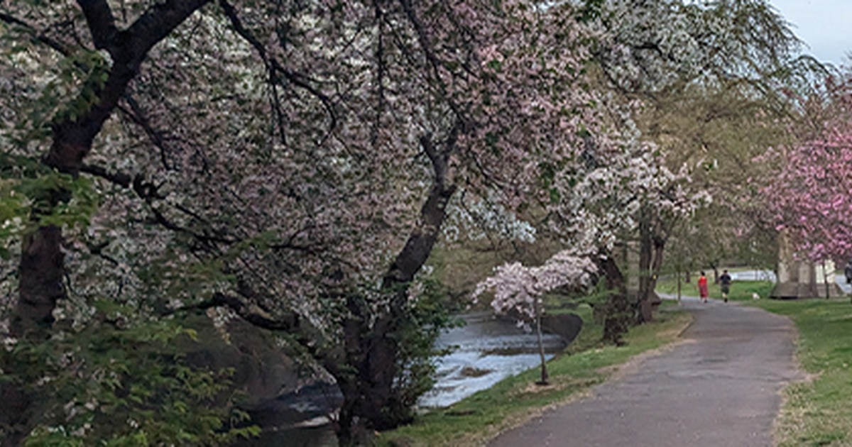 Branch Brook Park Bloomfest | Connected | Journey Through Jersey